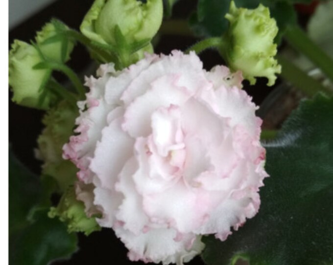 African Violet Le-wind Rose, Starter Plant. - Etsy