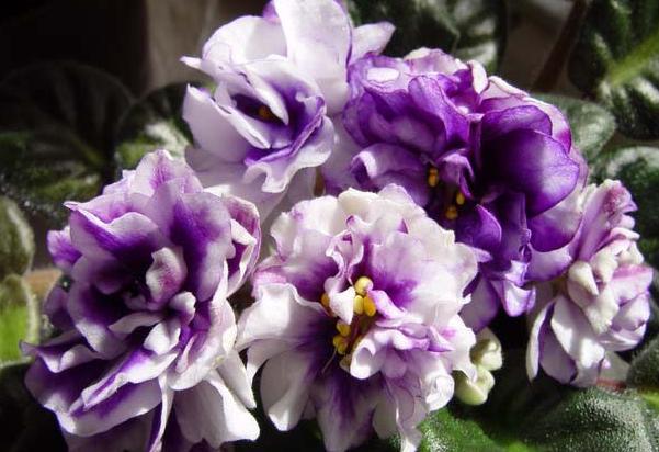 African Violet Ek-black Pear, А LEAF. - Etsy