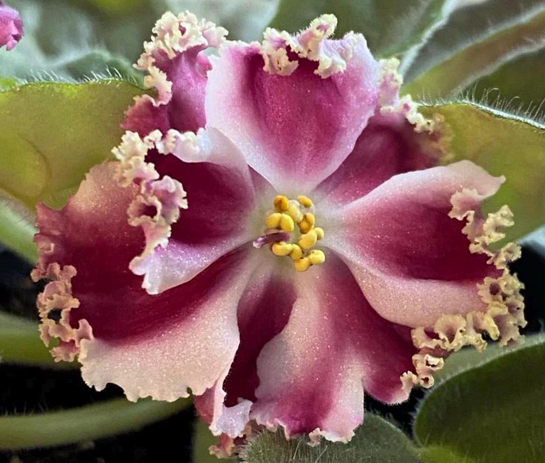 African Violet Ko-golden Cockerel, Starter Plant. - Etsy