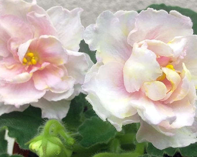 African Violet Le-golden Lily, Starter Plant. - Etsy