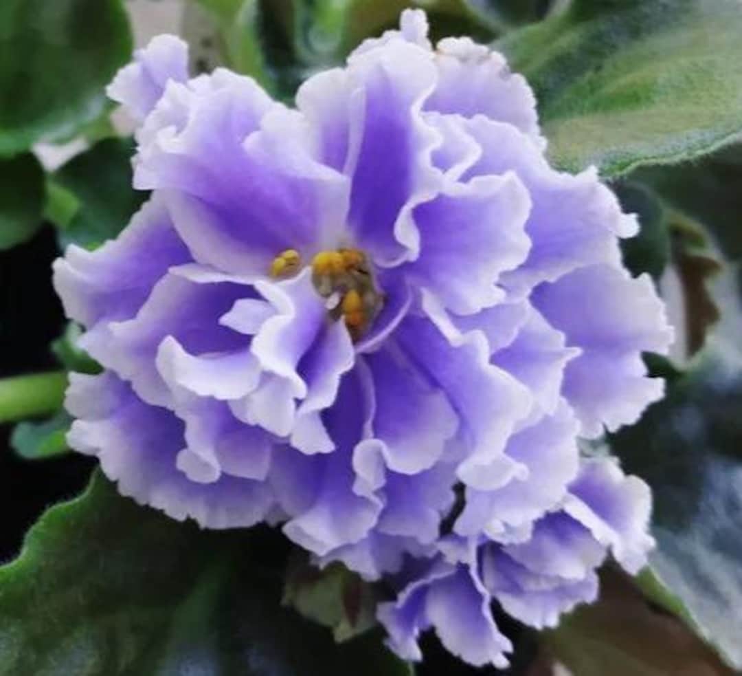 African Violet Blue Mist, Sprout. - Etsy