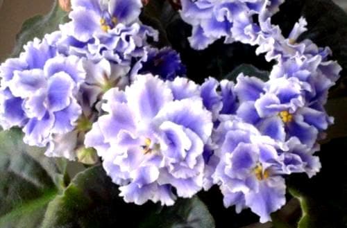 African Violet Blue Mist, Sprout. - Etsy