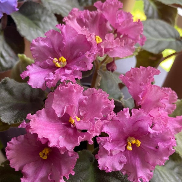 African Violet Plant - Etsy
