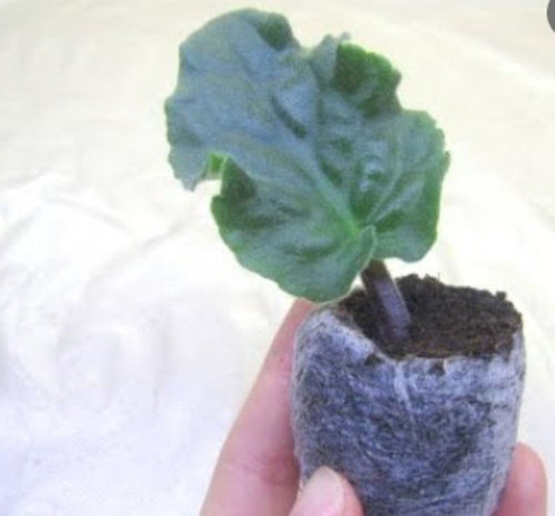 African Violet Ek-spring Thunder, A LEAF. - Etsy