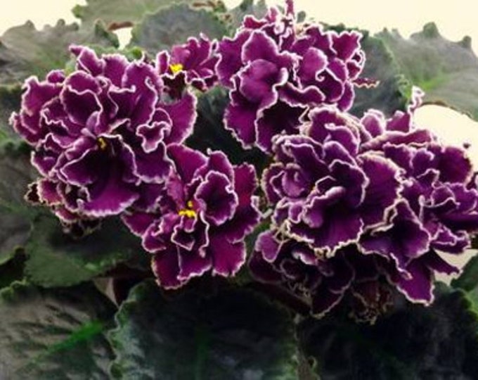African Violet Pt-tsarskaya Osoba (the Royals), A LEAF. - Etsy