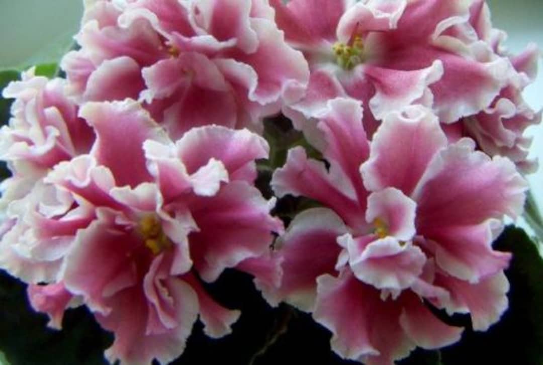 African Violet Curly Sue (k.morev), А LEAF. - Etsy