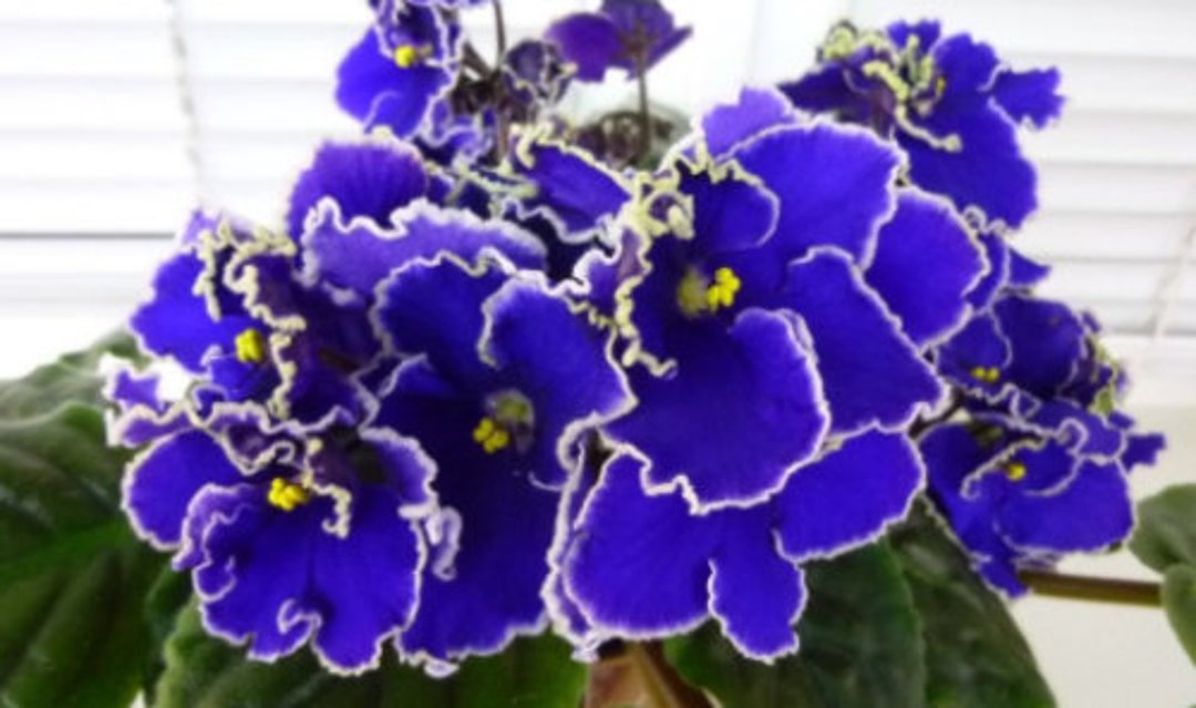 African Violet Le-beautiful Creole, A LEAF. - Etsy