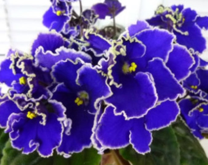 African Violet Le-beautiful Creole, A LEAF. - Etsy