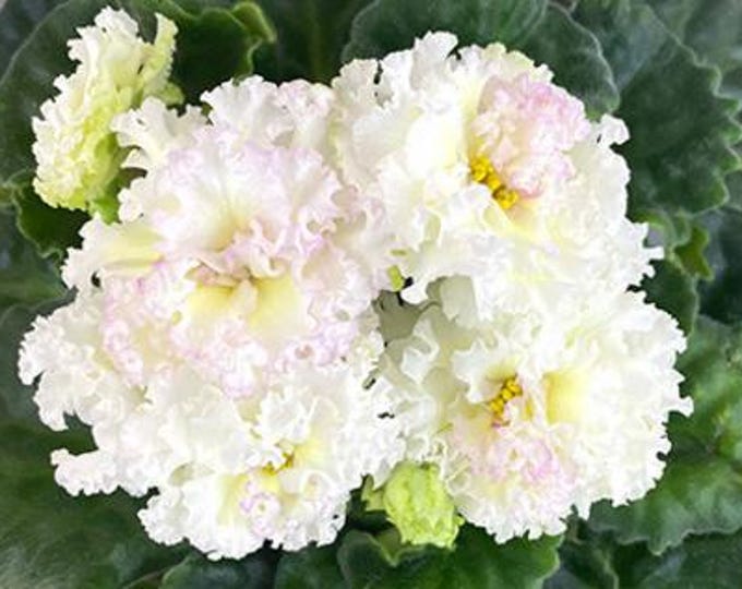 African Violet Dn-mystery, а Freshly Cut Leaf. - Etsy
