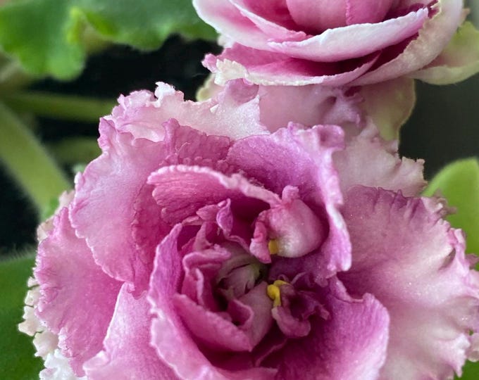 African Violet Le-wind Rose, A LEAF. - Etsy