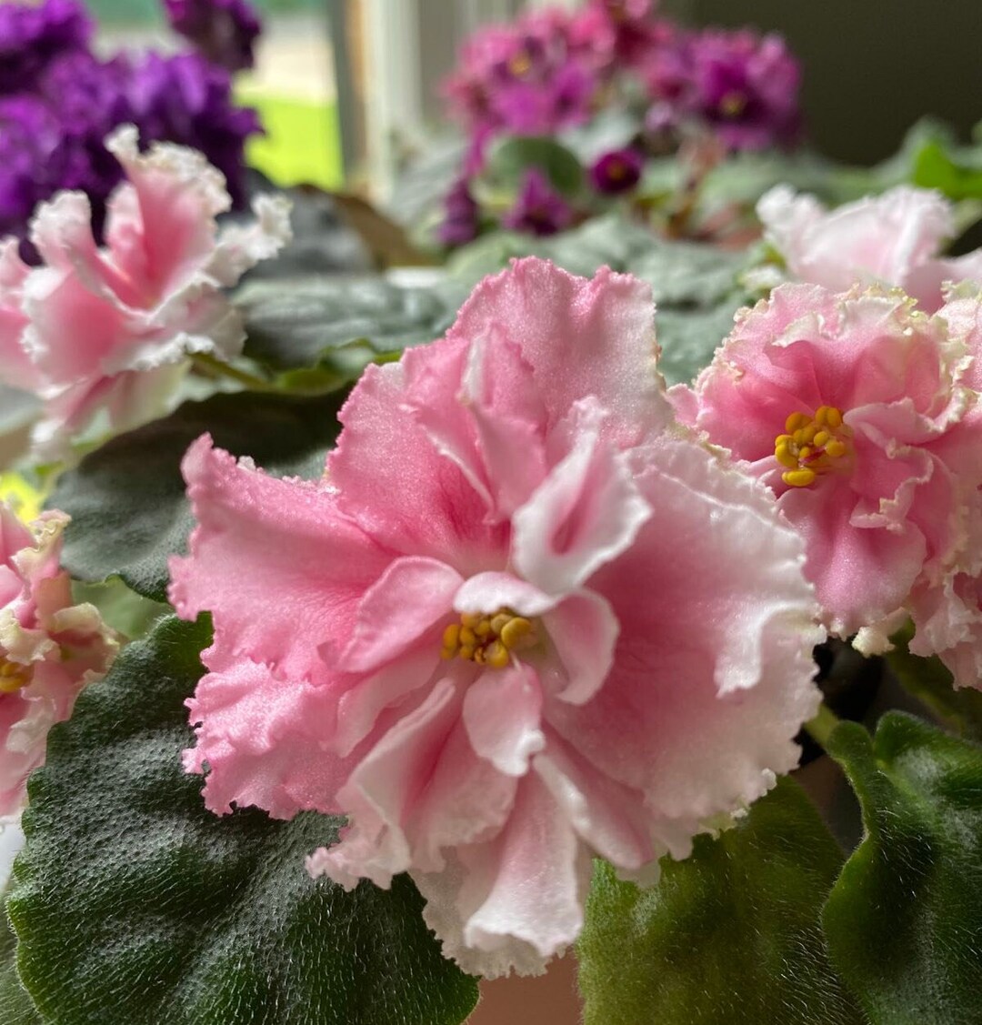 African Violet Curly Sue, Starter Plant. - Etsy