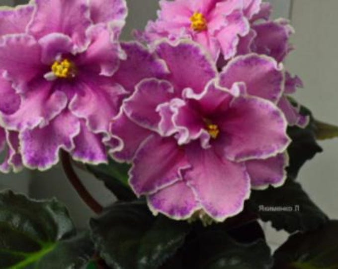 African Violet Kz-king’s Flower, a Freshly Cut Leaf. - Etsy
