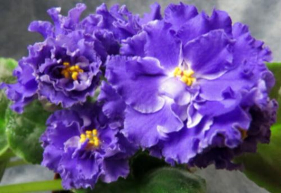 African Violet Ek-spring Thunder, A LEAF. - Etsy