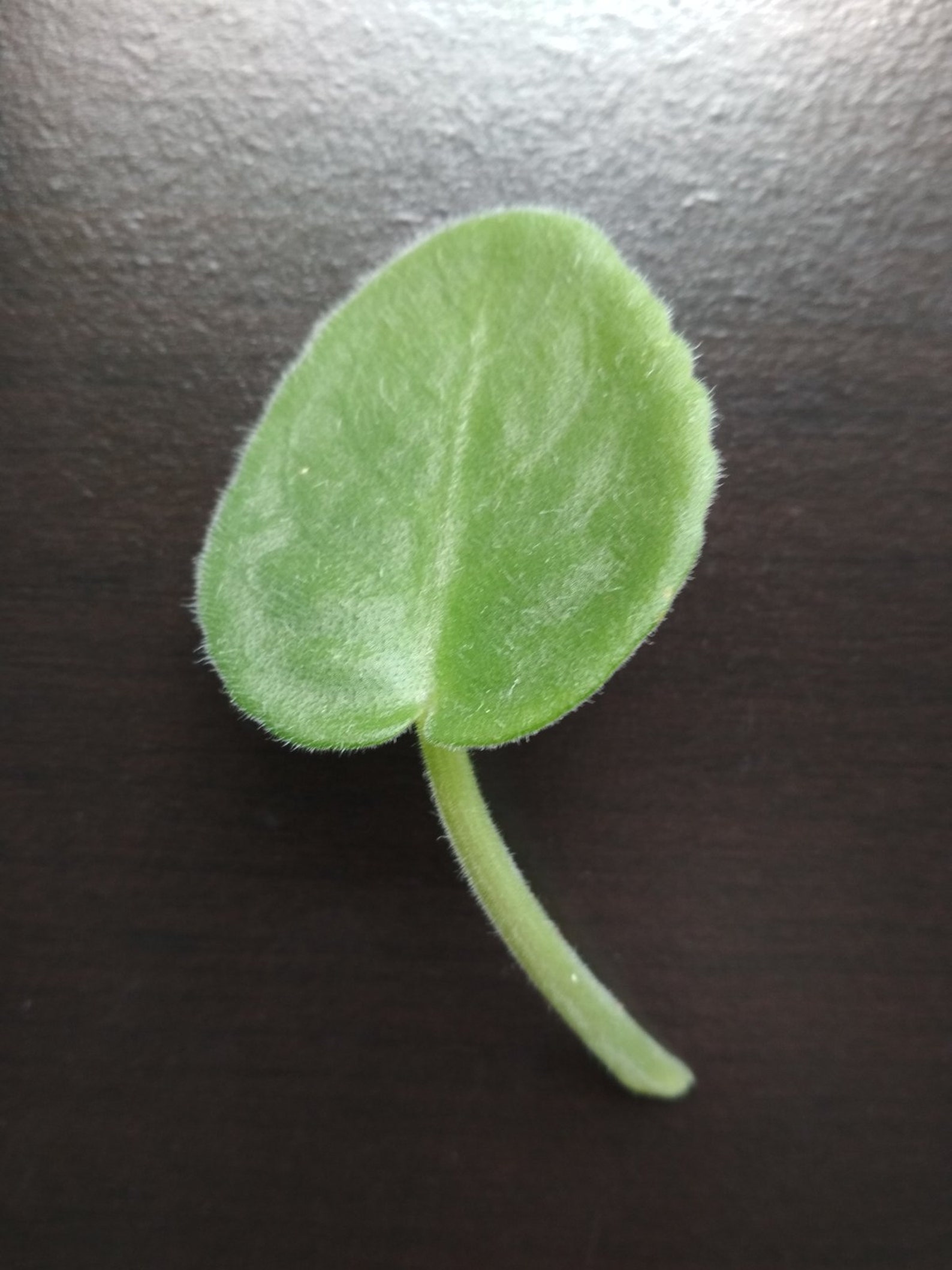 African Violet Ek-spring Thunder, A LEAF. - Etsy