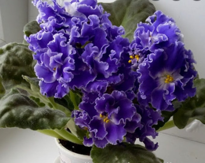 African Violet Ek-spring Thunder, Starter Plant. - Etsy