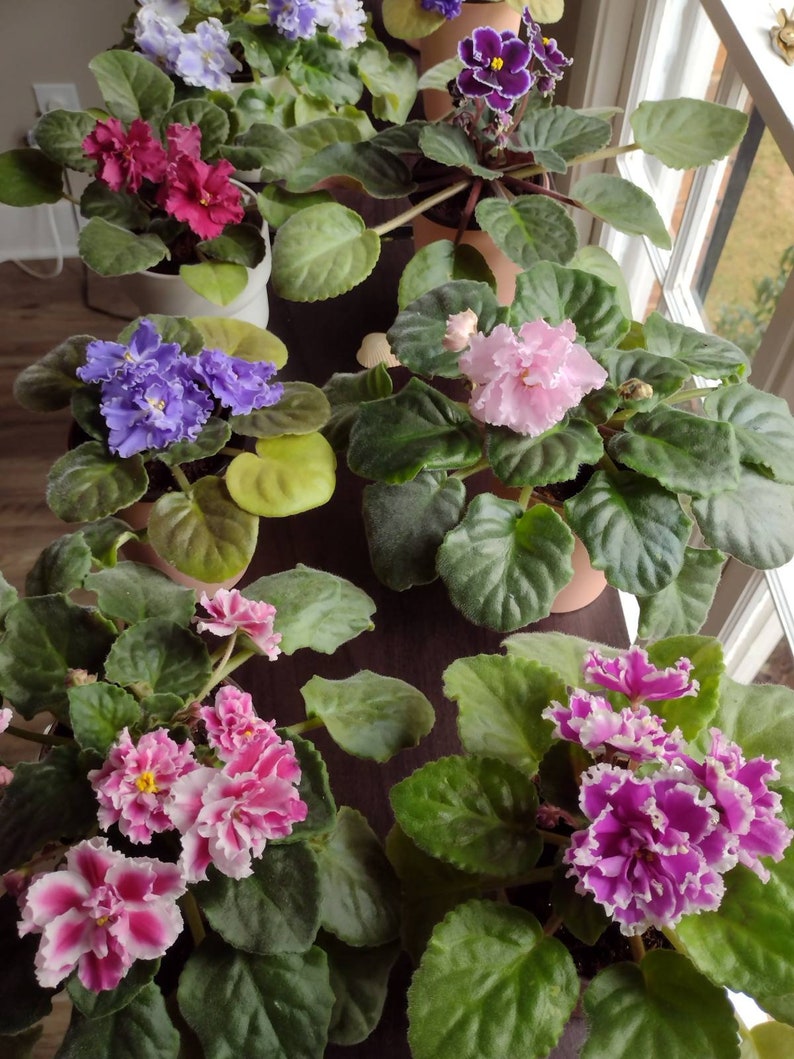African Violet Pt-fiona, Sprout. - Etsy