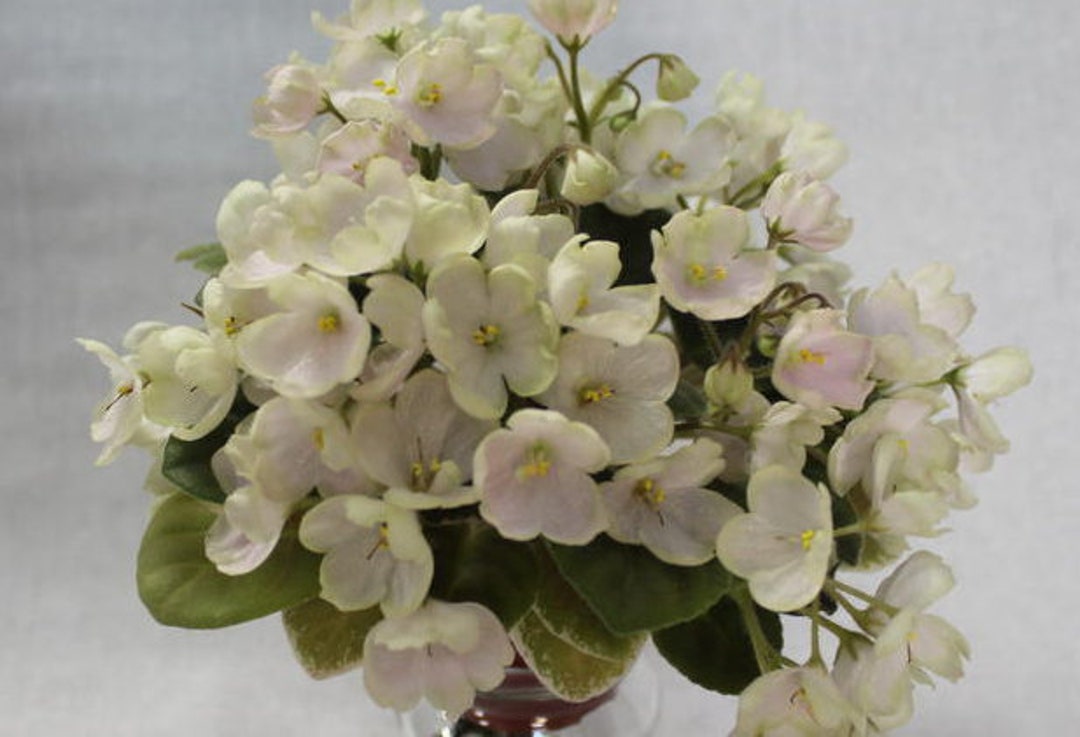 African Violet N-snowdrop. MINIATURE. A LEAF. - Etsy