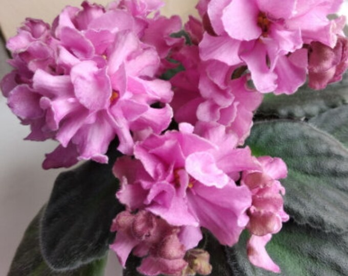 African Violet Ds-magic Bud, Starter Plant. - Etsy