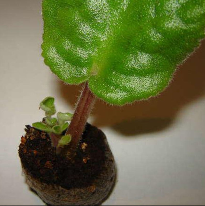 African Violet Ek-spring Thunder, A LEAF. - Etsy