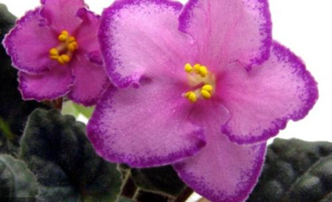 African Violet Halo's Aglitter', a Freshly Cut Leaf. - Etsy