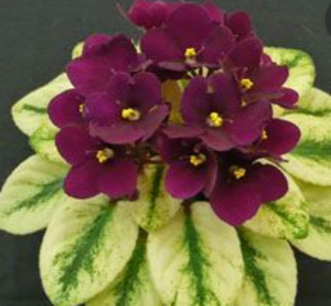 African Violet Jolly Jubilee miniature, Starter Plant. - Etsy