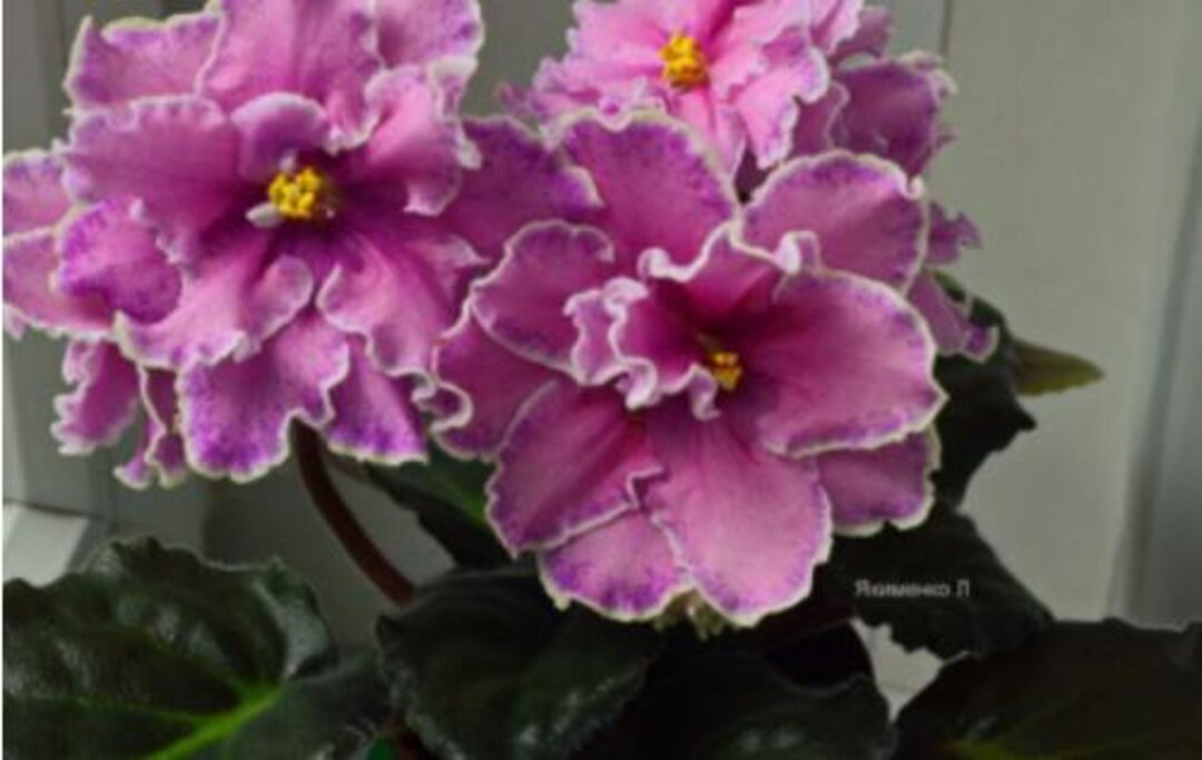 African Violet Kz-king’s Flower, Starter Plant. - Etsy