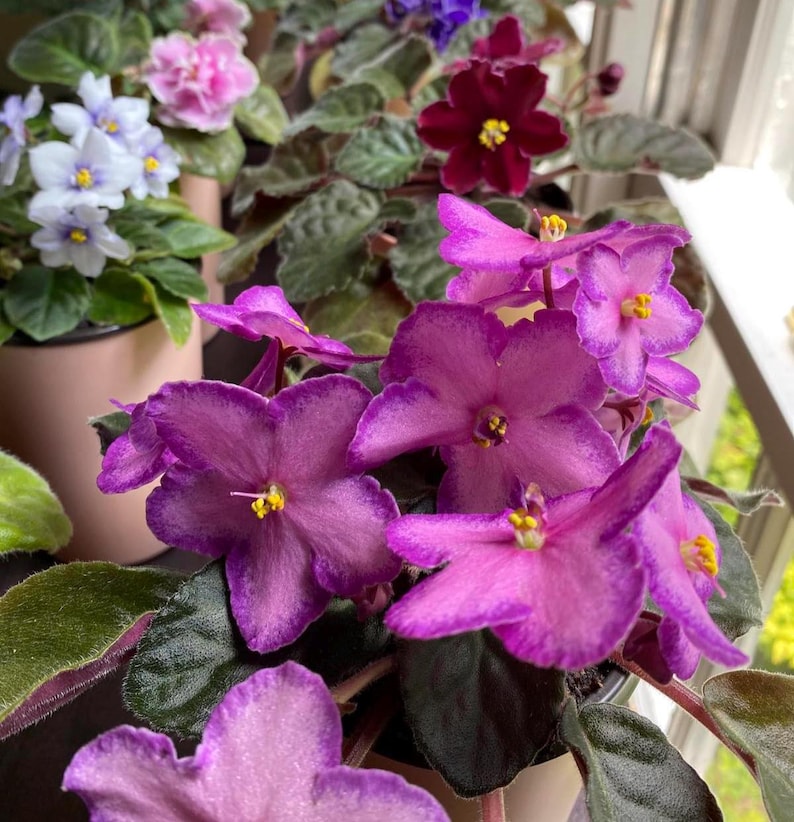African Violet Halo's Aglitter', a Freshly Cut Leaf. - Etsy
