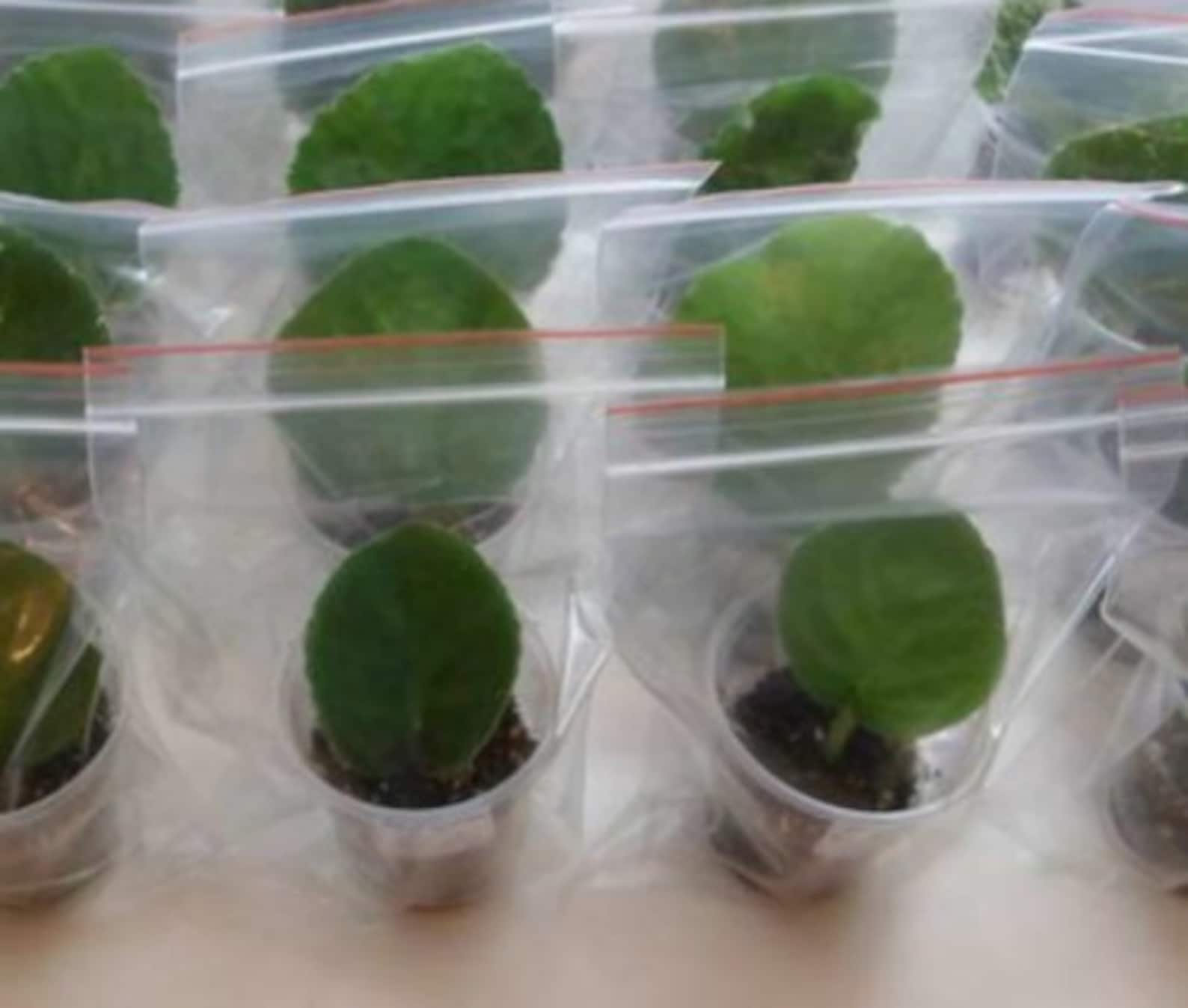 African Violet Ek-spring Thunder, A LEAF. - Etsy