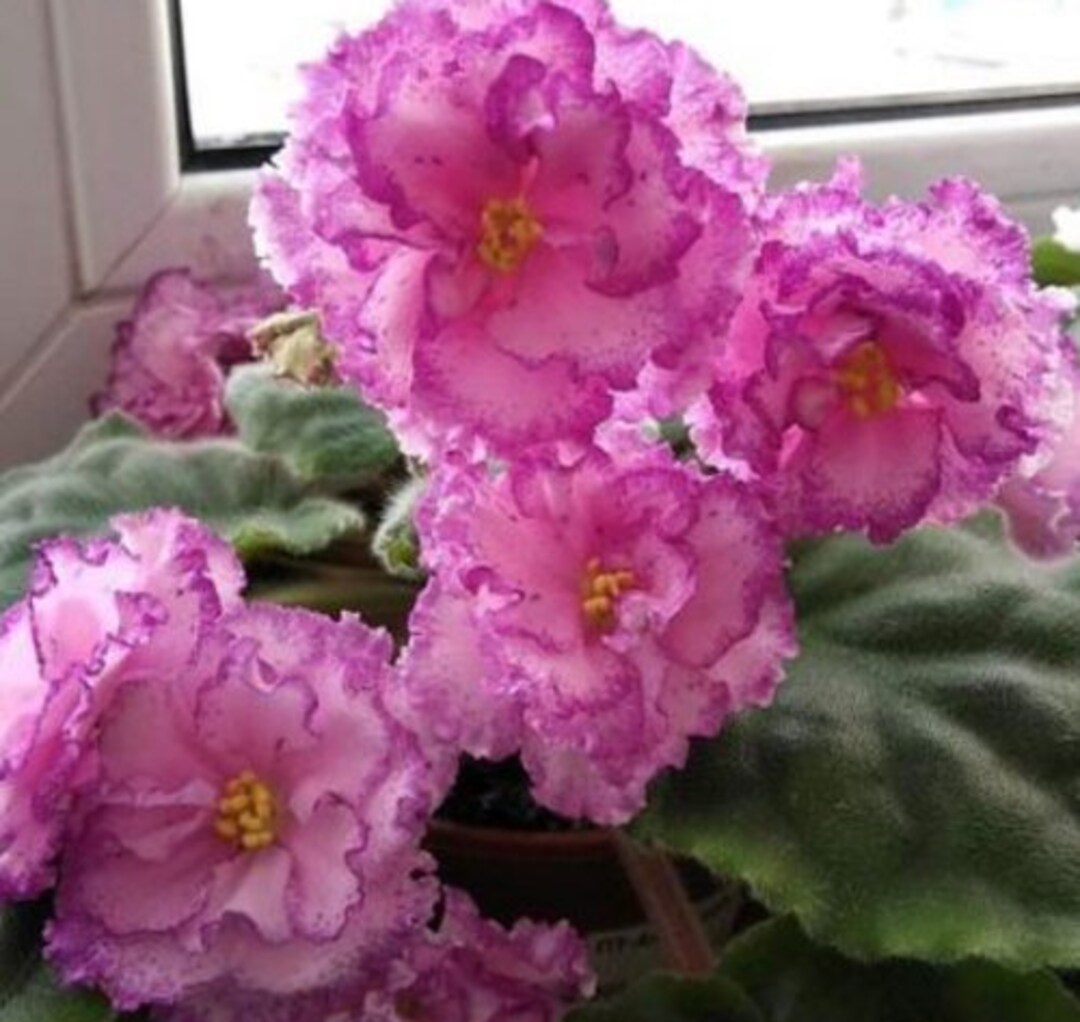 African Violet Pt-anzhelika, Starter Plant. - Etsy