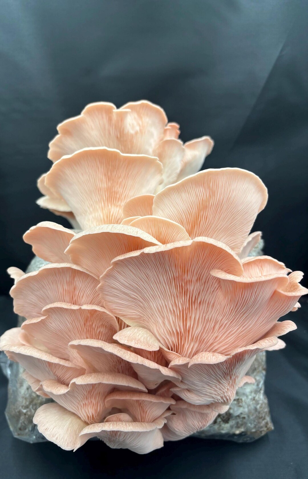 Pink Oyster Liquid Culture 10ml Syringe - Etsy