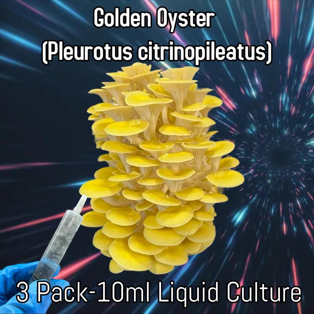 Golden Oyster Liquid Culture 10ml Syringe 3 Pack - Etsy