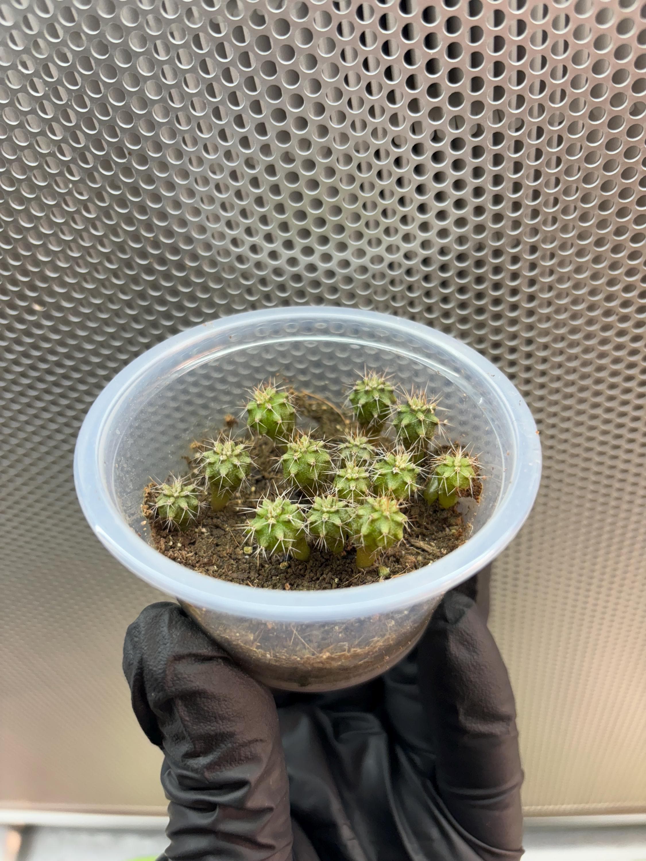 Trichocereus Sacred Cactus Germination Kits - Etsy