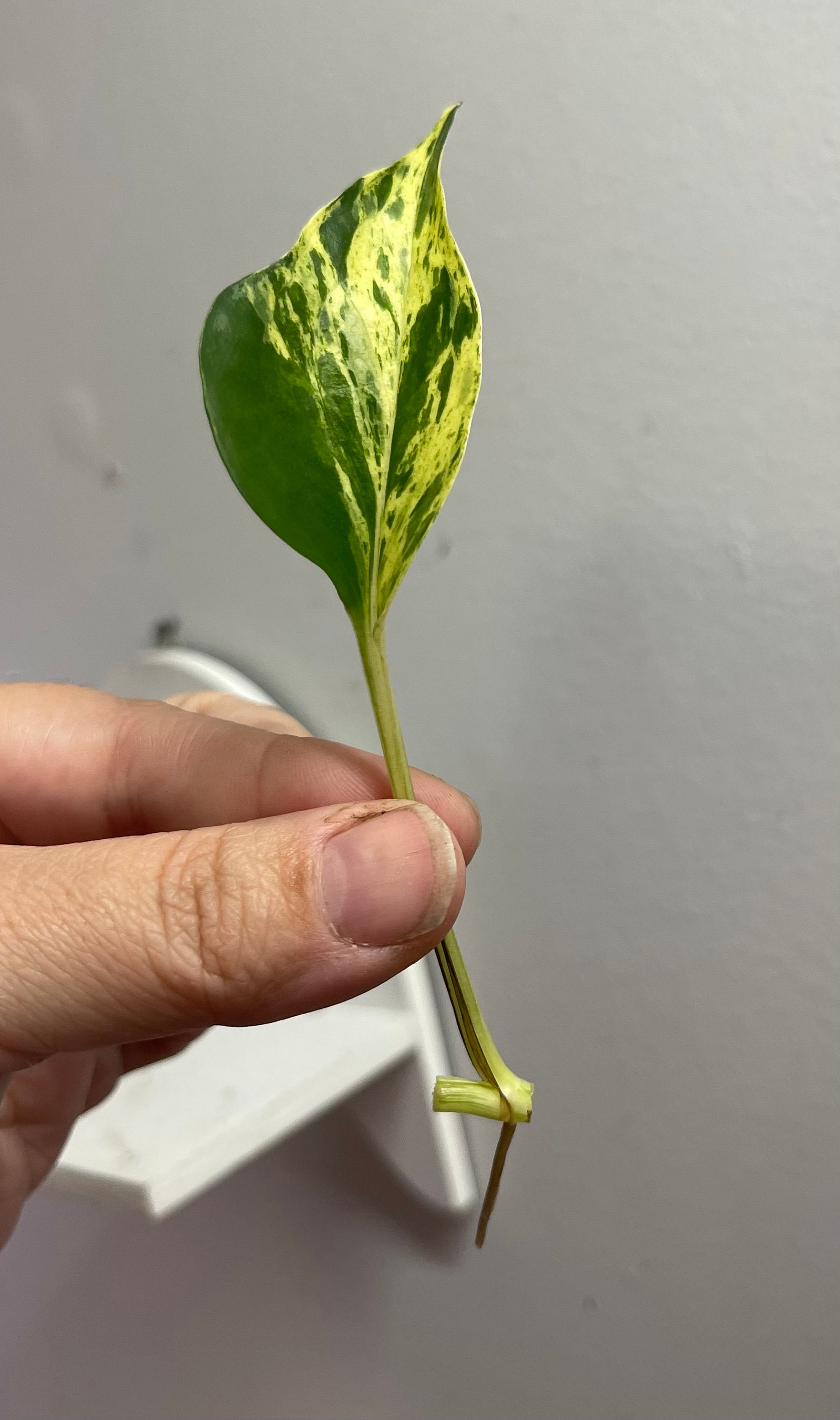 Fanfare Teruno Pothos - Etsy