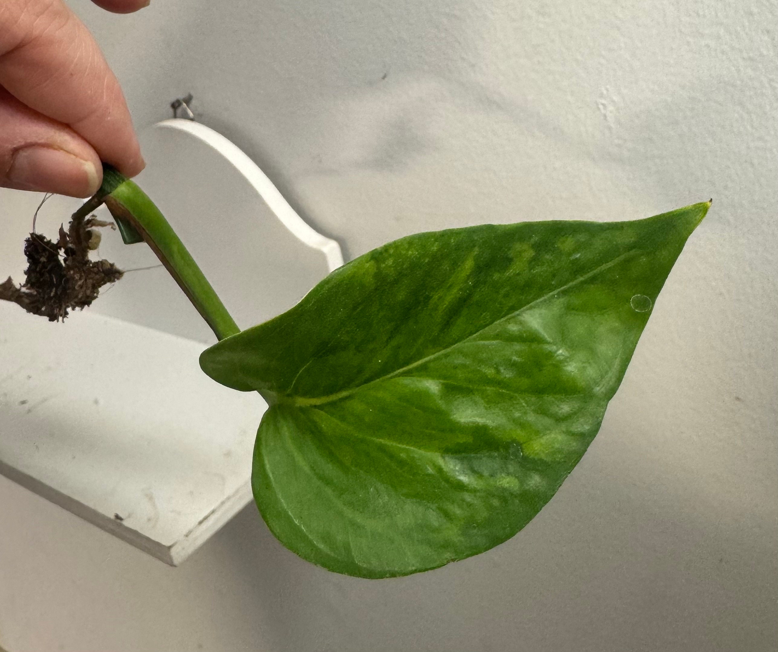 Camo Aka Victory Pothos - Etsy