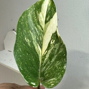 Colorado Constellation - RARE Pothos - Etsy