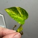 Valencia Teruno Pothos - Etsy