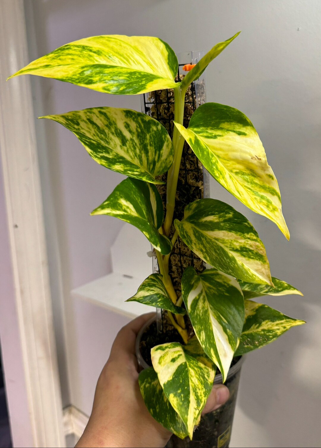 Siesta - RARE Japanese Pothos - Etsy