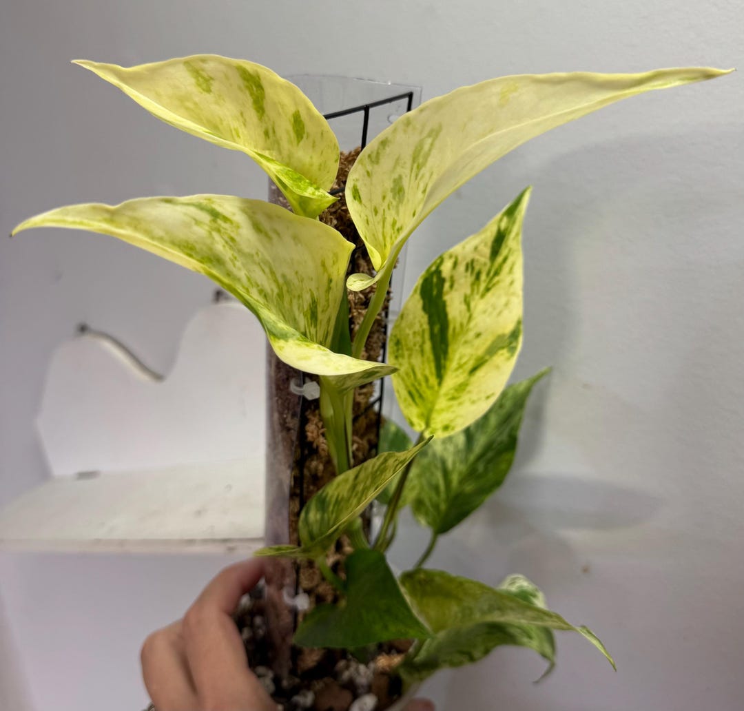 Shalala Teruno Pothos - Etsy