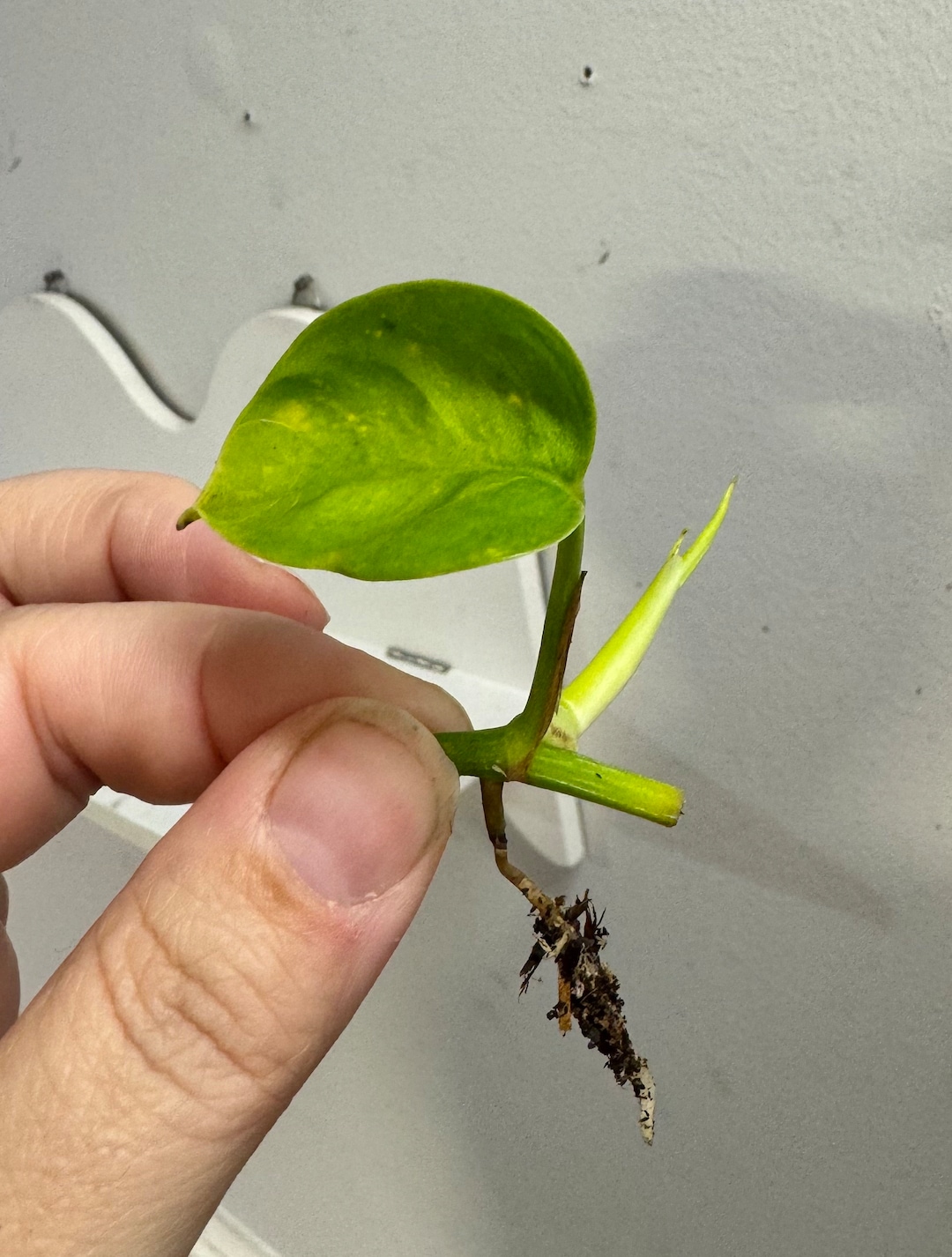 Moonlight Teruno Pothos - Etsy