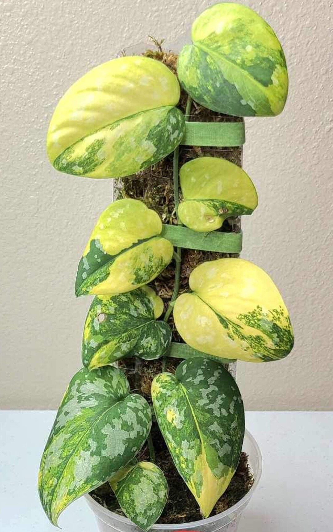 Scindapsus Sentarum - Etsy