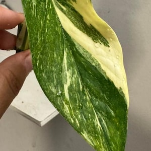 Colorado Constellation - RARE Pothos - Etsy