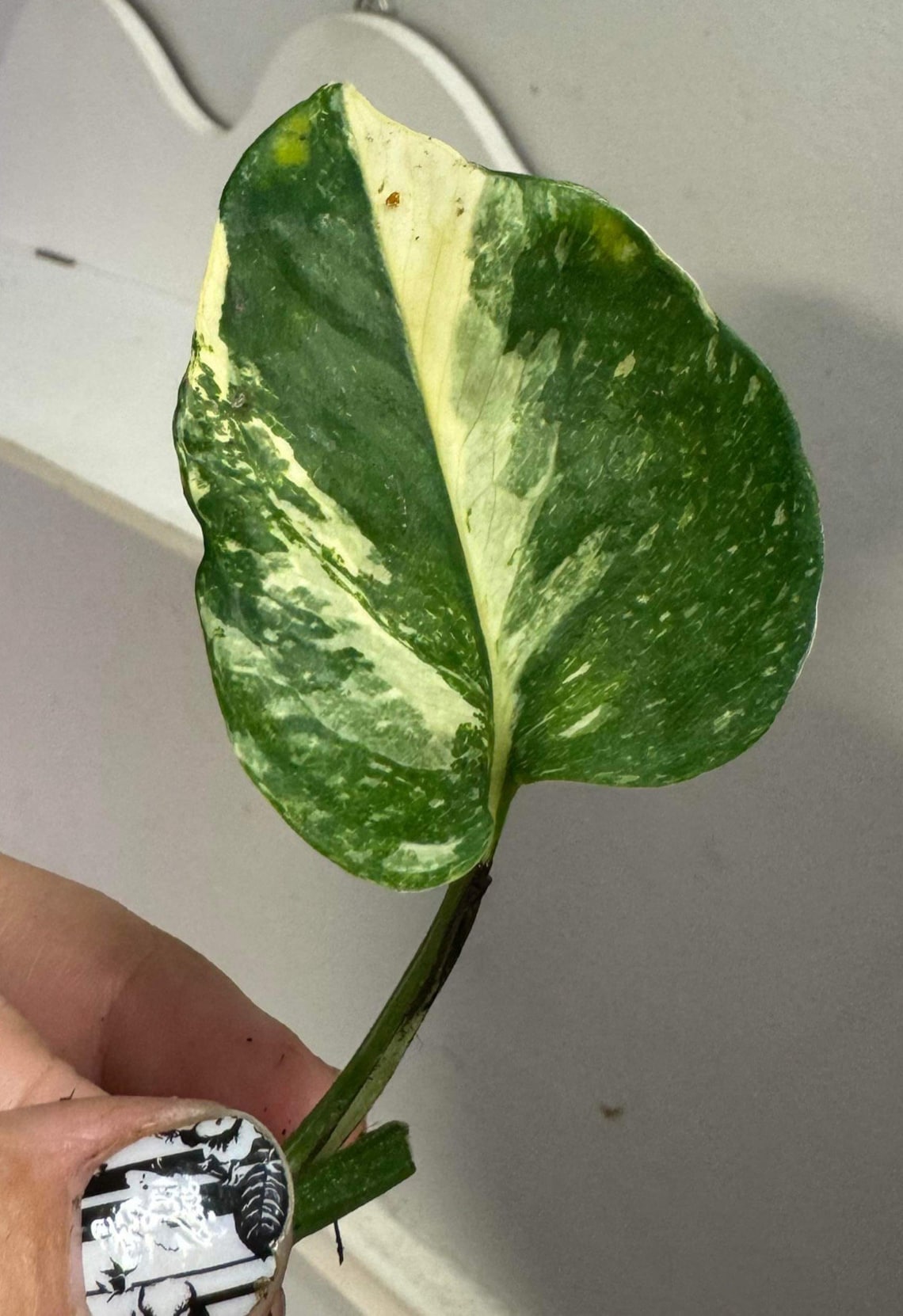 Colorado Constellation - RARE Pothos - Etsy