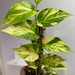 RARE “happy Day” - Japanese Pothos From Central Flower Nursery - Etsy
