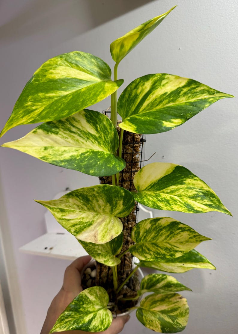 RARE “happy Day” - Japanese Pothos From Central Flower Nursery - Etsy