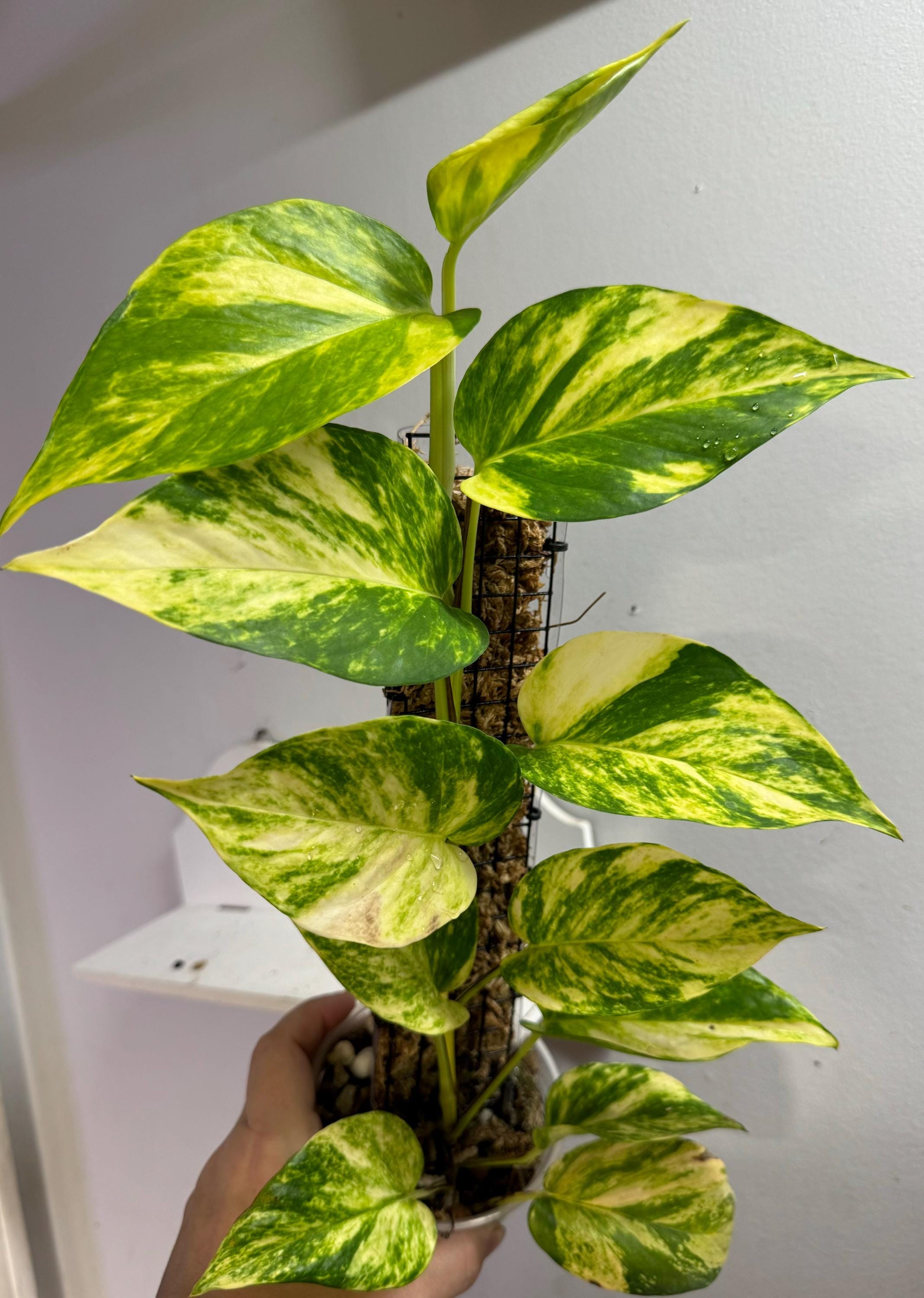 RARE “happy Day” - Japanese Pothos From Central Flower Nursery - Etsy