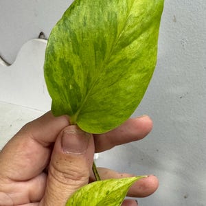 Green Scratch Pothos- RARE Japanese Pothos - Etsy