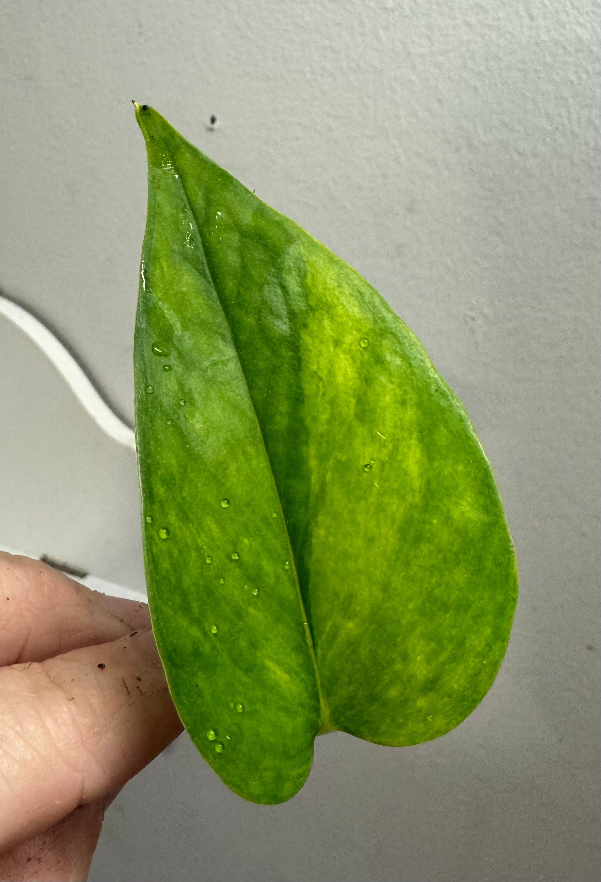 Moonlight Teruno Pothos - Etsy