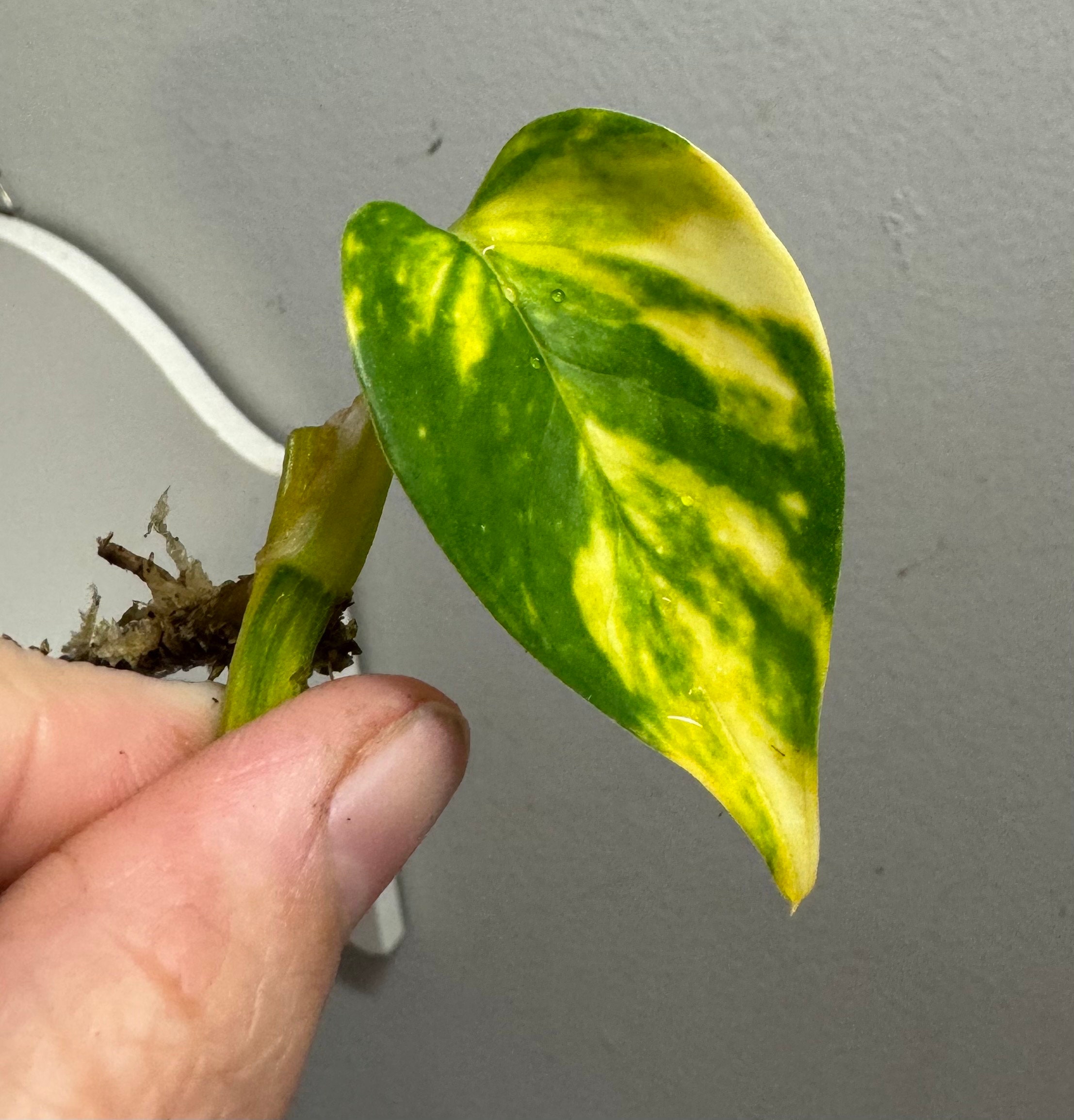 Valencia Teruno Pothos - Etsy