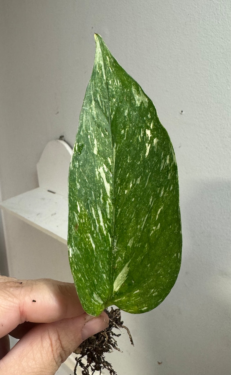 Colorado Constellation - RARE Pothos - Etsy