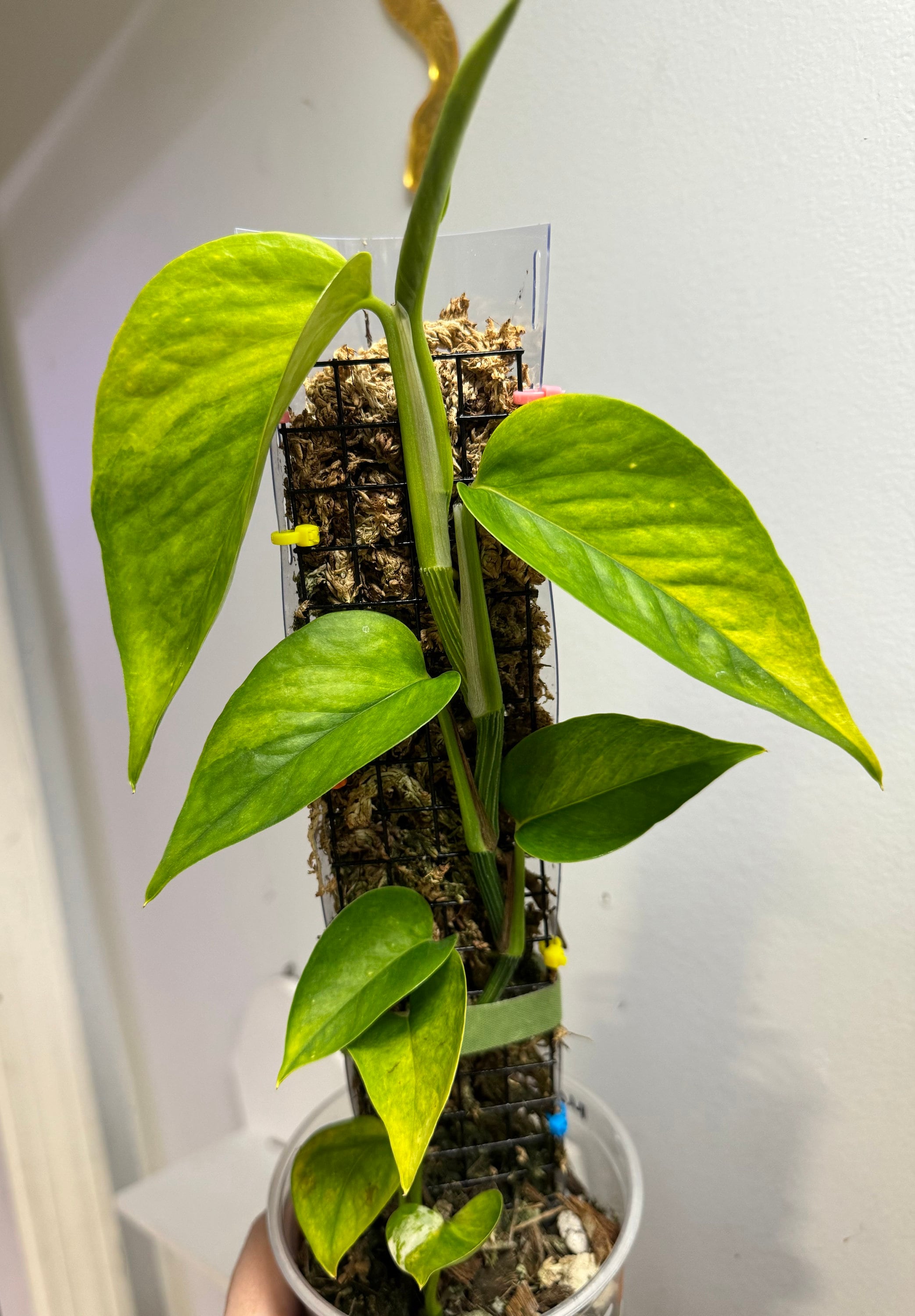 Moonlight Teruno Pothos - Etsy